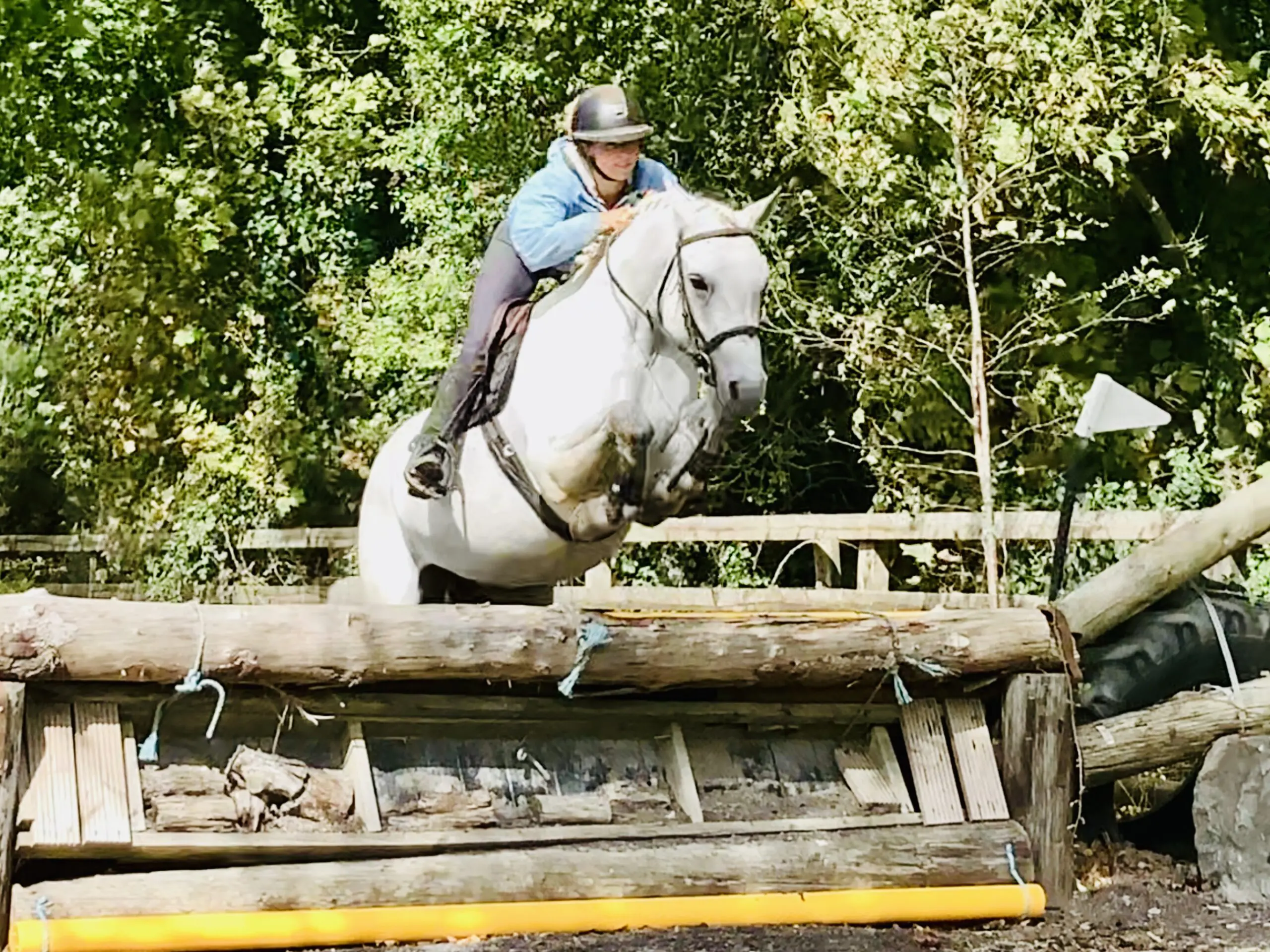 Buddy - a beautiful, quiet, kind and straight forward Connemara gelding ...