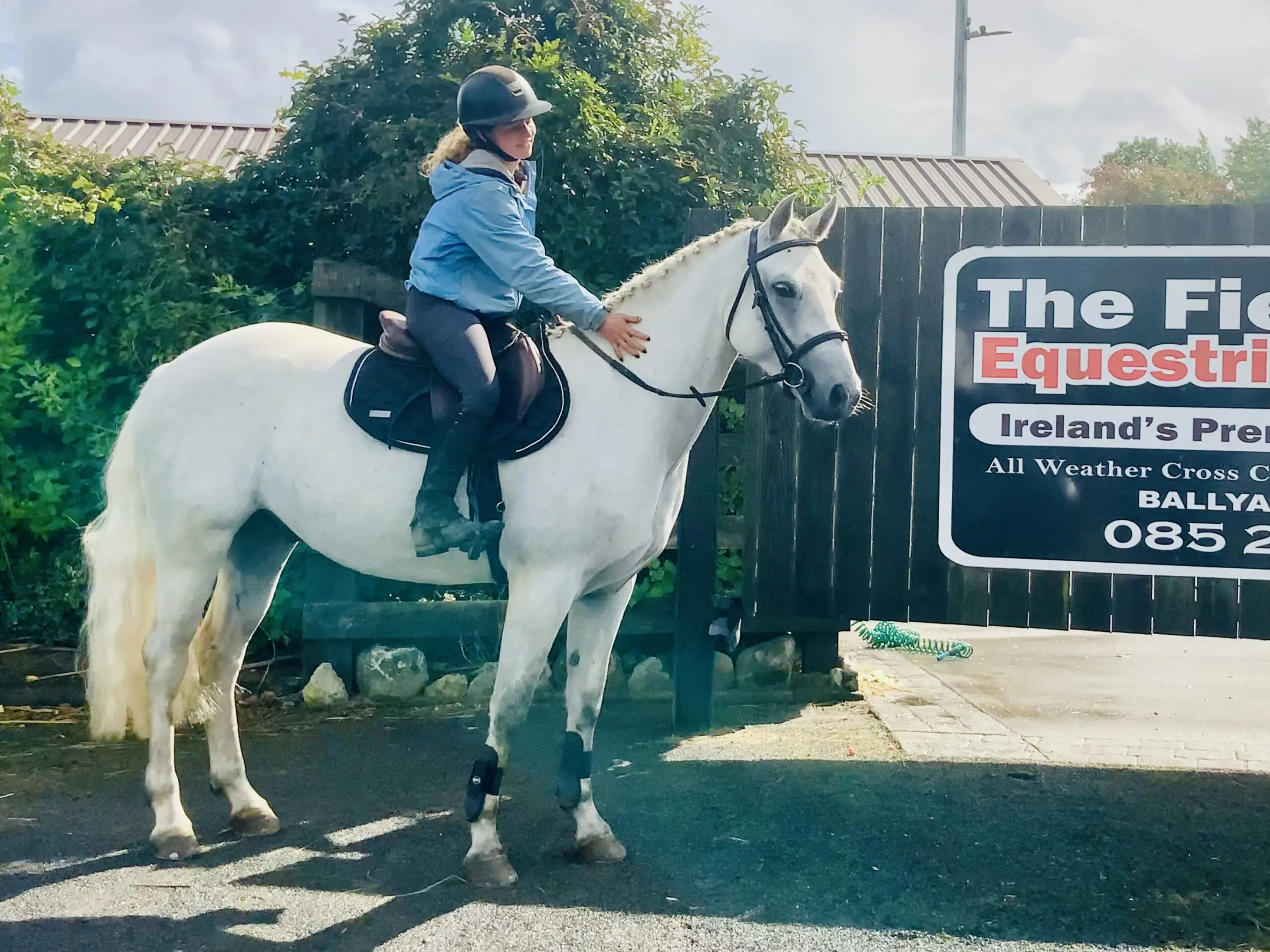 Buddy - a beautiful, quiet, kind and straight forward Connemara gelding ...