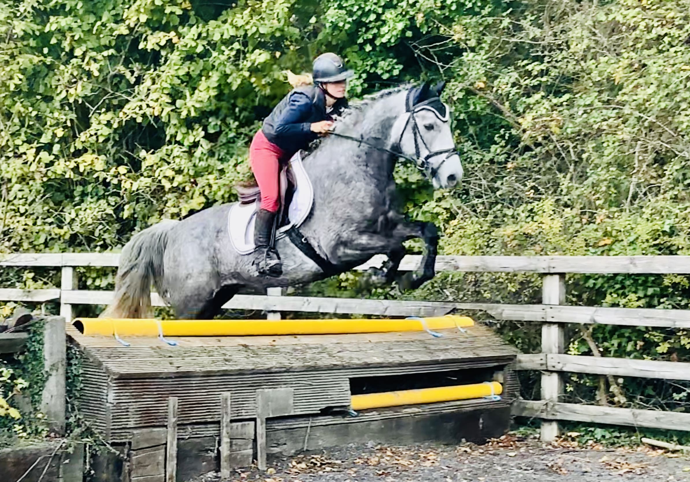 Karl - future eventing star / hunter! - Irish Sport Equine